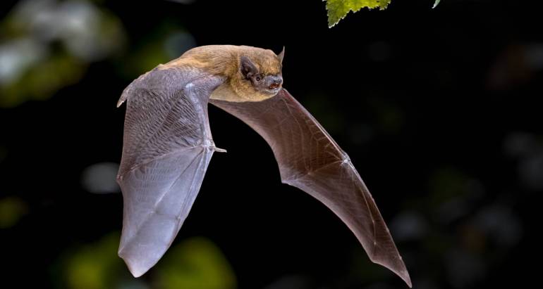 Blog - The Bat Guys Bat Removal